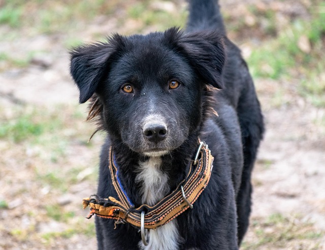 Dog Pet Outdoors - Free photo on Pixabay
