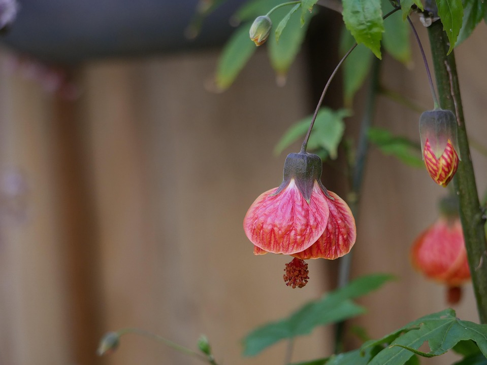 Flower Bell Shape Lanterns - Free photo on Pixabay - Pixabay