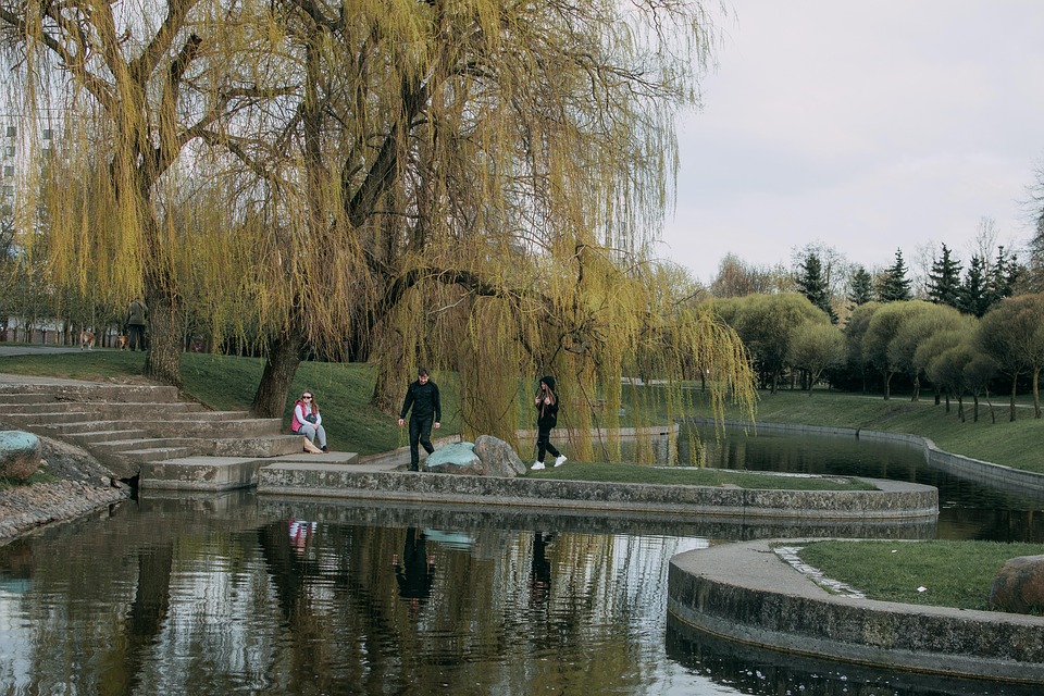 Park Tavacska Willow - Ingyenes fotó a Pixabay-en