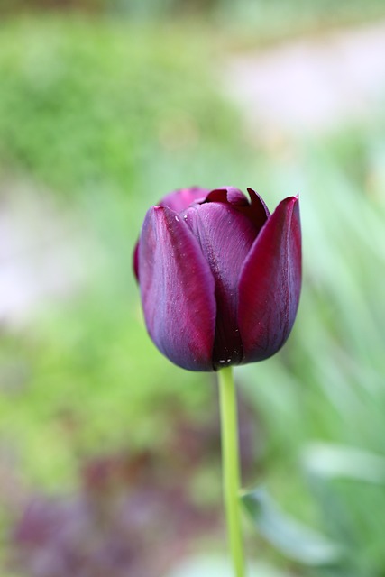 Burgundy Tulip - Free photo on Pixabay