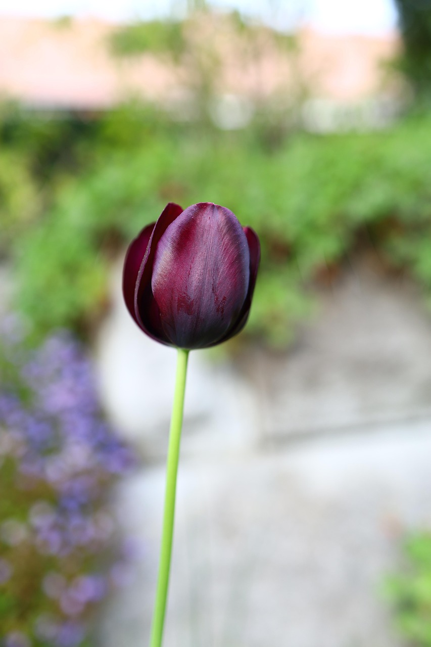20+ Free Burgundy Tulips & Burgundy Images - Pixabay