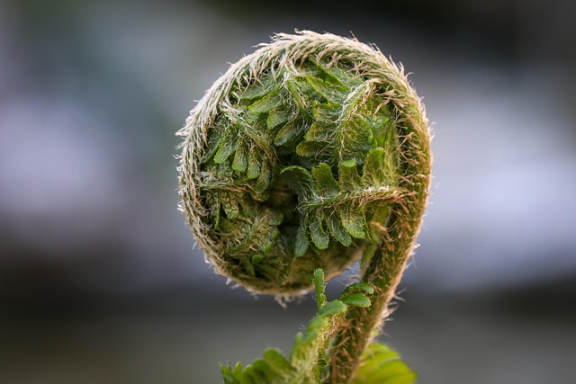 Fern Sprout Plant - Free photo on Pixabay