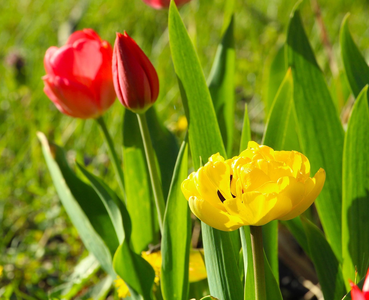 Tulppaanit Kukat Kukkivat - Ilmainen valokuva Pixabayssa - Pixabay