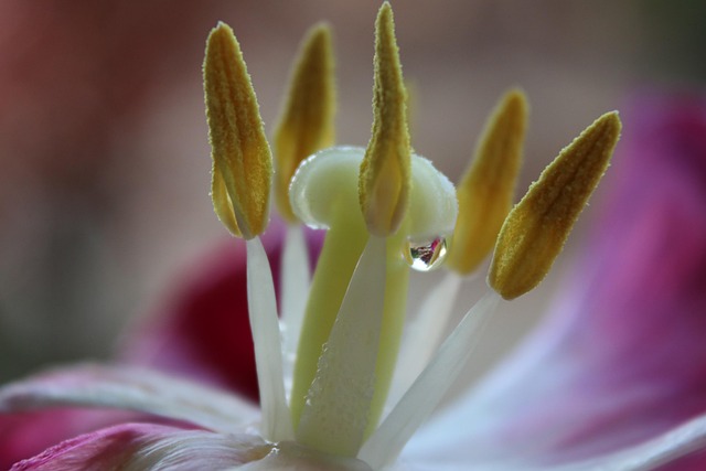 Tulip Flower Pollen - Free photo on Pixabay - Pixabay