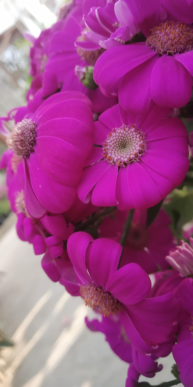 Pinke Blumen Blume Gangtok - Kostenloses Foto auf Pixabay - Pixabay