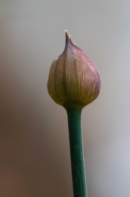 Bourgeon Floral Fleur - Photo gratuite sur Pixabay - Pixabay