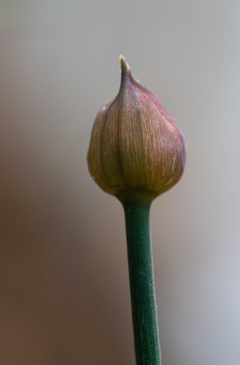 Bourgeon Floral Fleur - Photo gratuite sur Pixabay - Pixabay