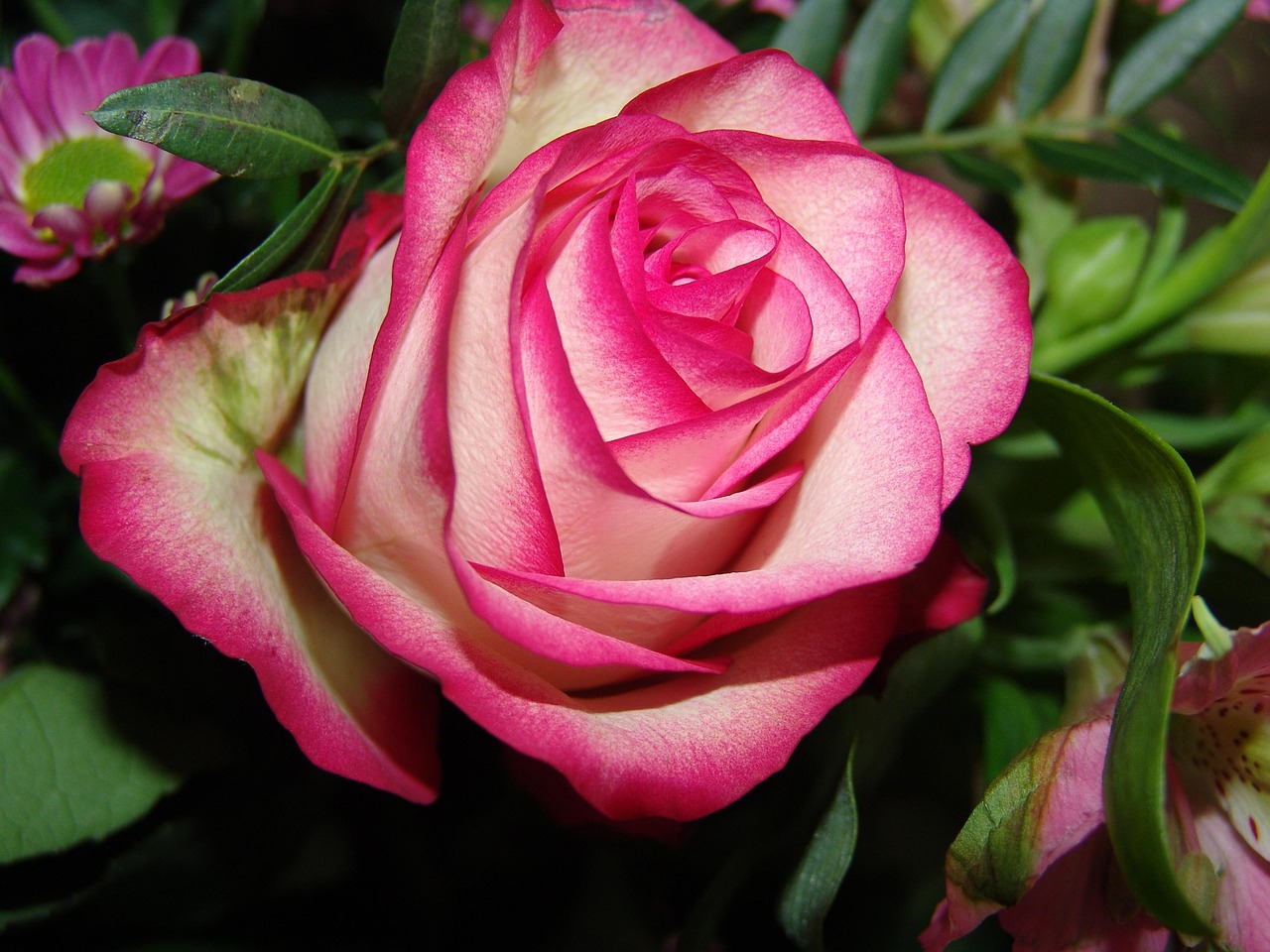 Rose Pink Flower - Free photo on Pixabay