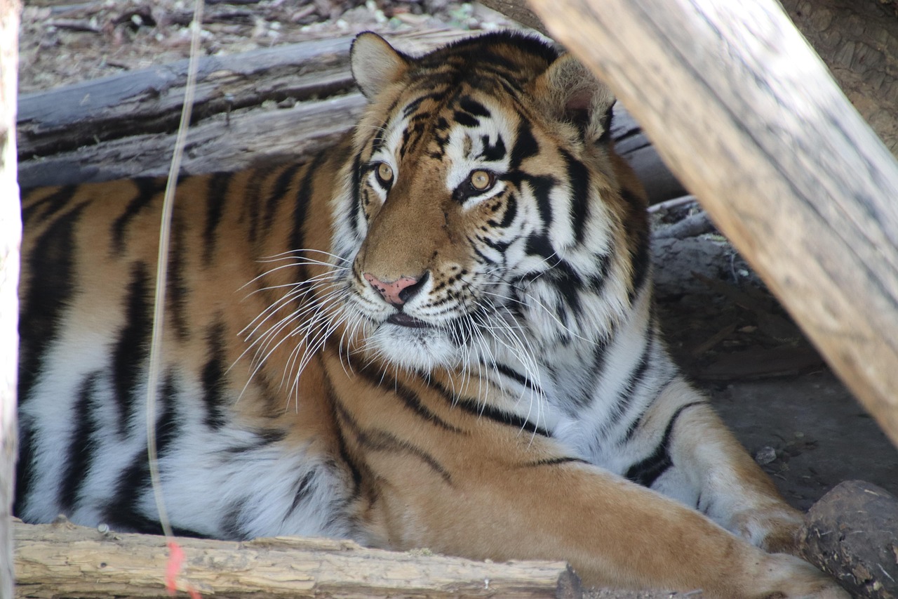 Animal Tiger Zoo - Free photo on Pixabay - Pixabay