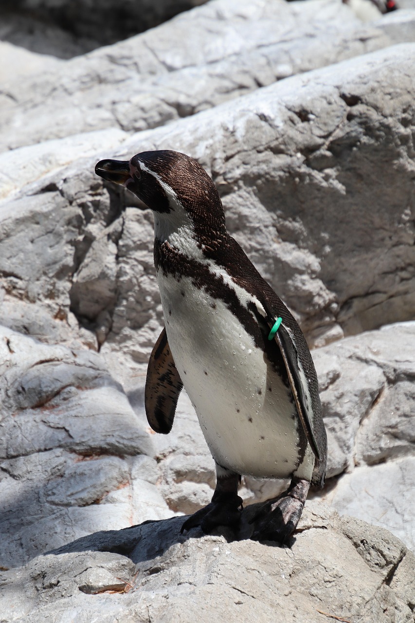 Pingouin Animal Naturel - Photo gratuite sur Pixabay - Pixabay