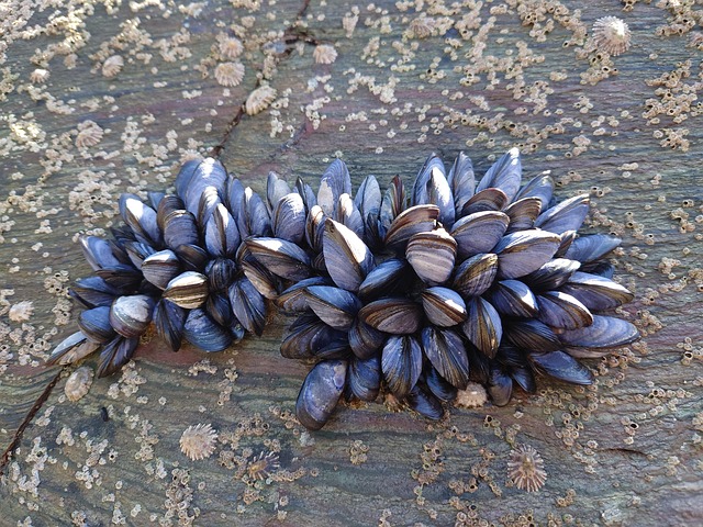 Mussels Shell Shellfish Beach - Free photo on Pixabay