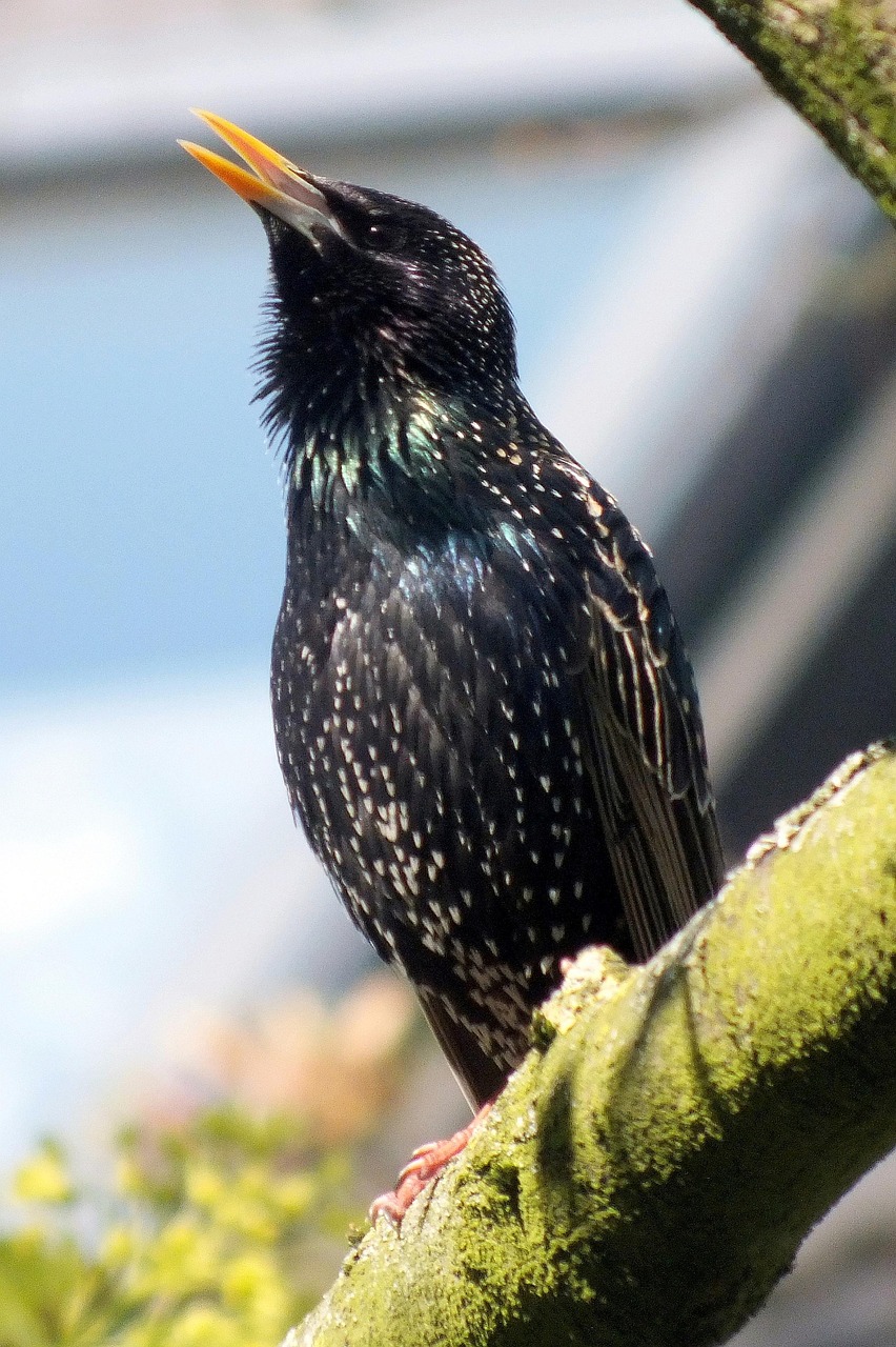 Star Sturnus Vulgaris Ordinary - Free photo on Pixabay - Pixabay