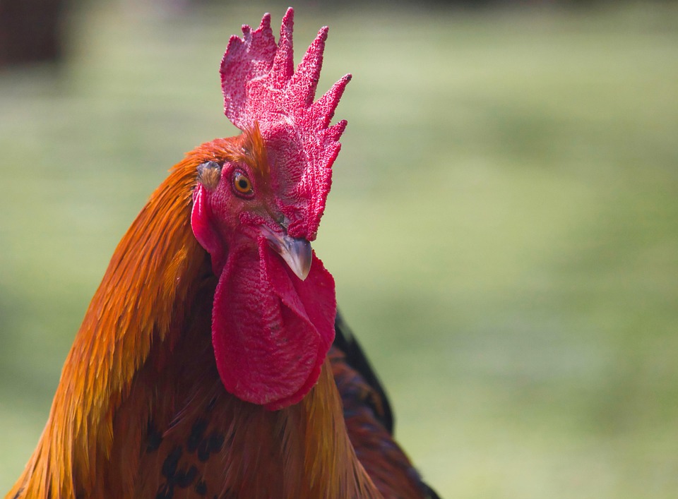 Chicken Rooster Poultry - Free photo on Pixabay