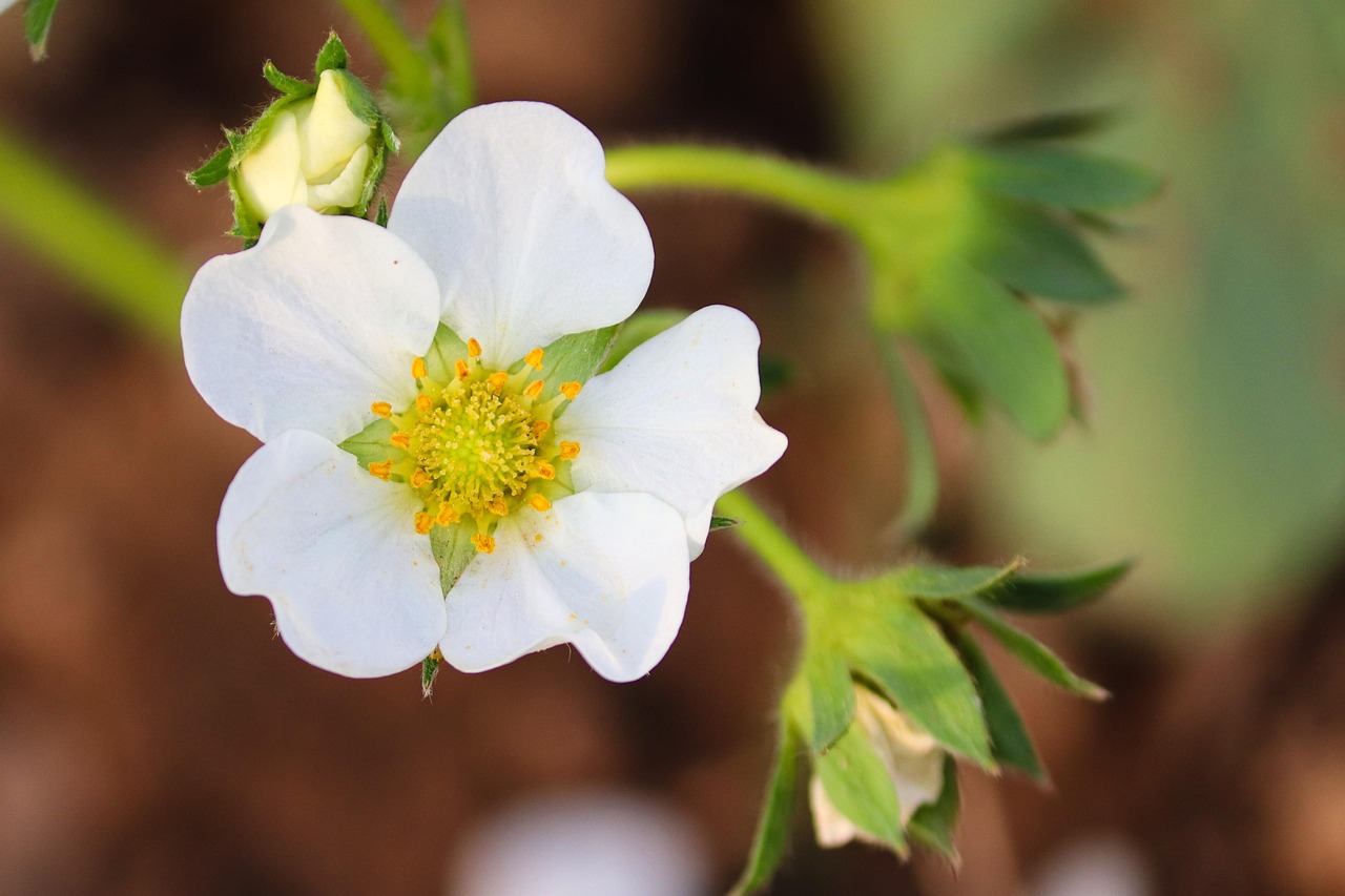 Strawberry Flower Bloom - Free photo on Pixabay - Pixabay