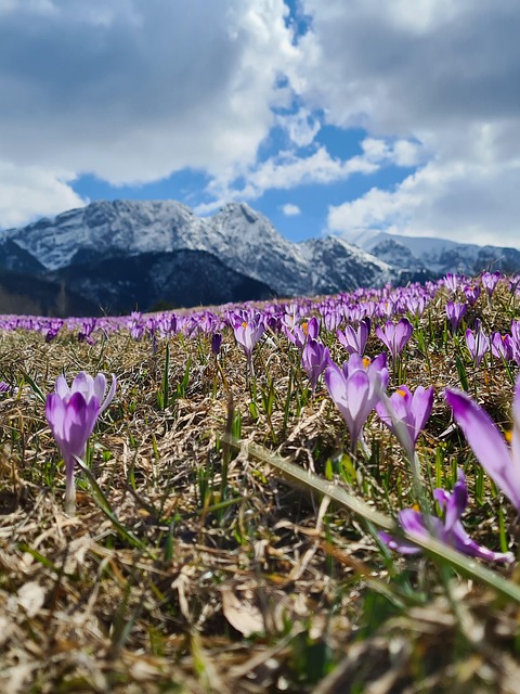 Montagnes Crocus Prairie - Photo gratuite sur Pixabay - Pixabay
