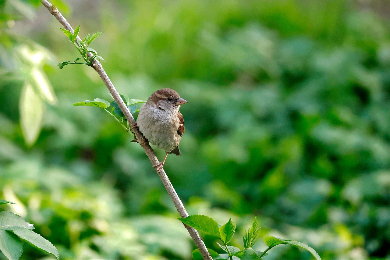 Bird True Sparrow - Free photo on Pixabay - Pixabay