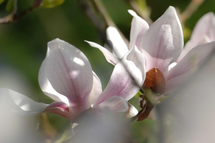2,000+ Free Magnolia & Spring Images
