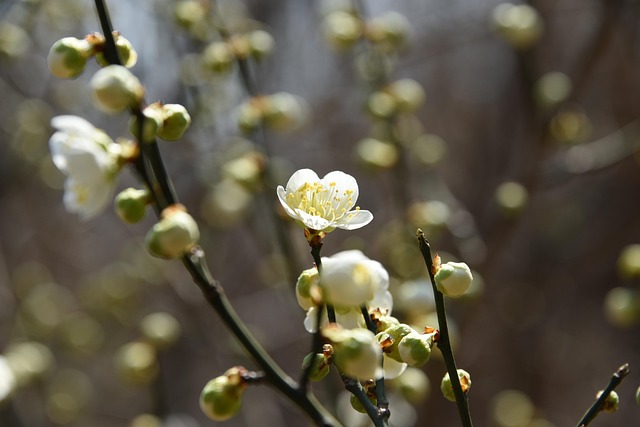 Fleurs Bourgeons Fleur De Prunier - Photo gratuite sur Pixabay - Pixabay