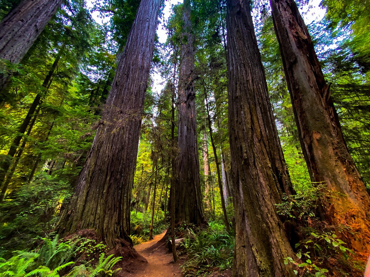 Redwood Forest Coastal Redwoods - Free photo on Pixabay - Pixabay