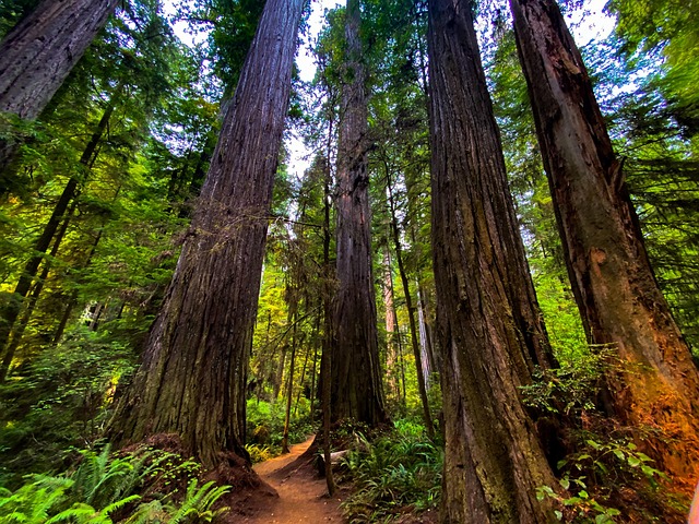 Redwood Forest Coastal Redwoods - Free photo on Pixabay - Pixabay