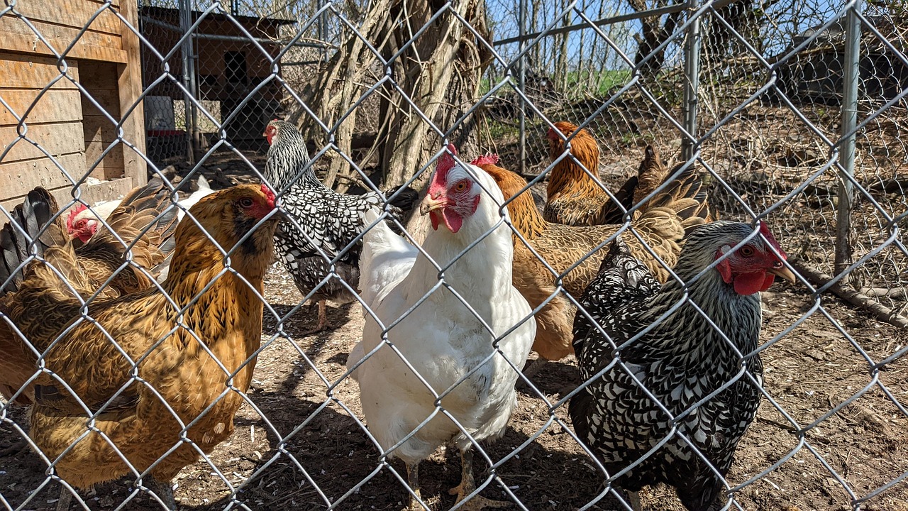 Chickens Hens Farm - Free photo on Pixabay - Pixabay