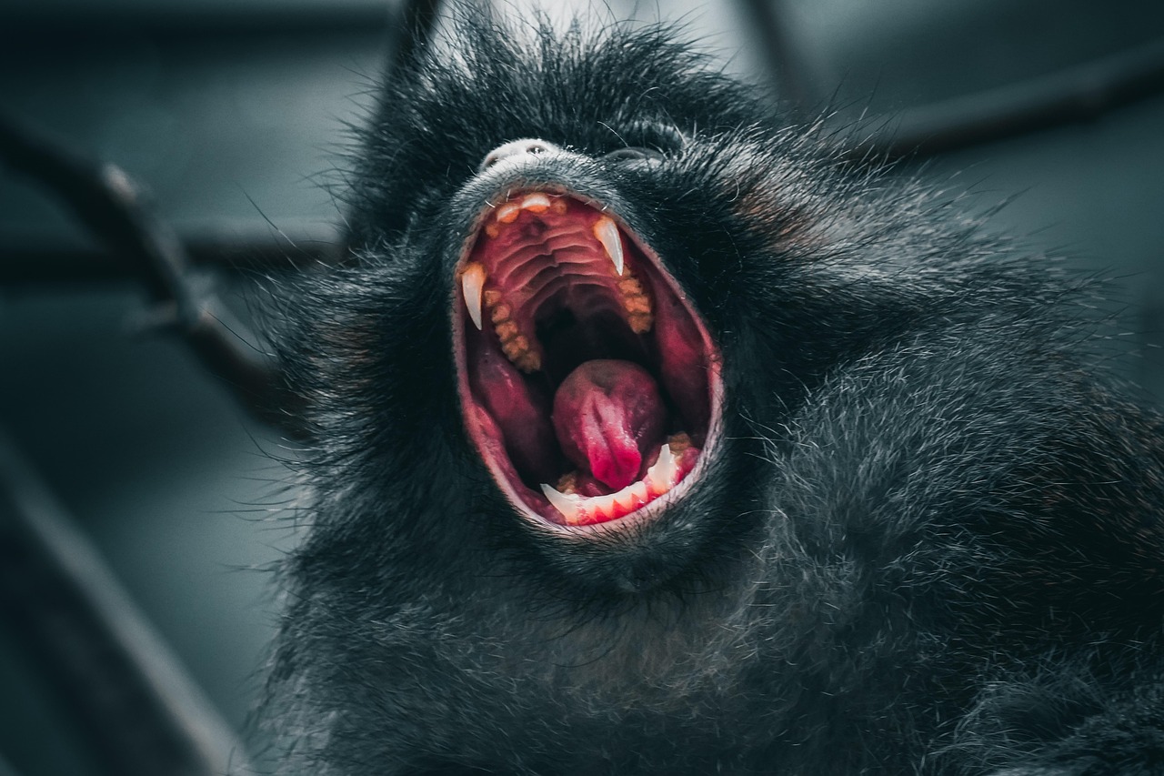 Baboon Ape Primate - Free photo on Pixabay - Pixabay