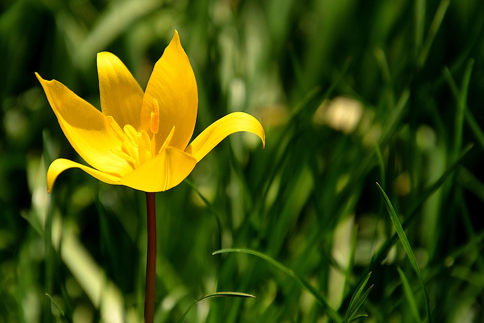 Tulipe Fleur Nature - Photo gratuite sur Pixabay - Pixabay