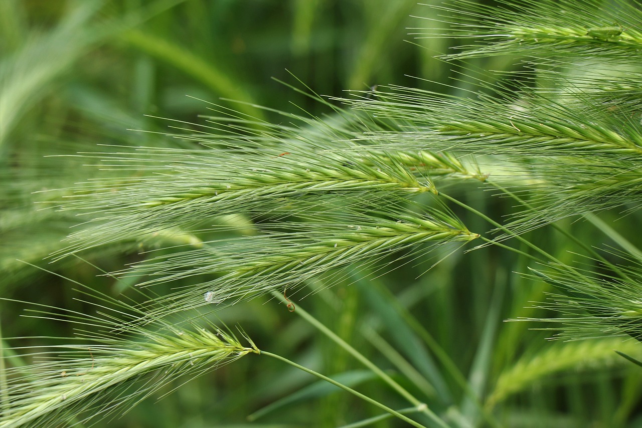 Meadow Plant Wild Barley Wall - Free photo on Pixabay - Pixabay