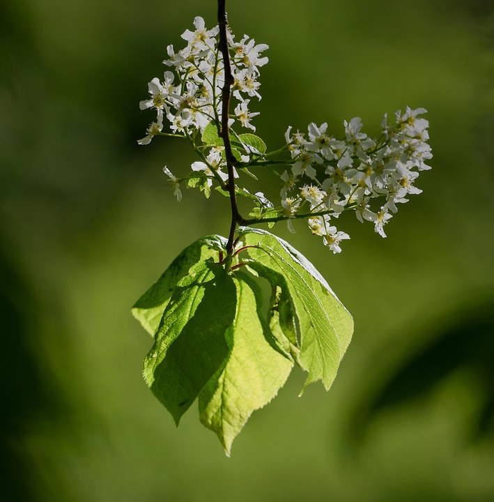 Bird Cherry Flowers Plant - Free photo on Pixabay