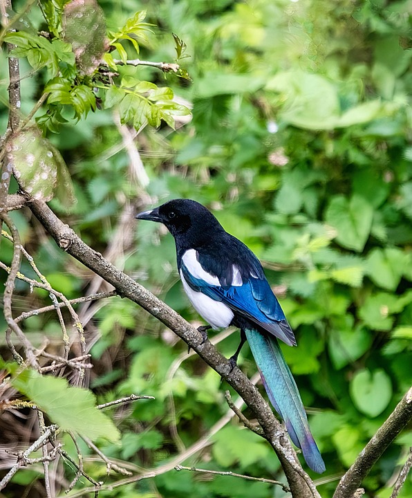 Magpie Bird Wildlife - Free photo on Pixabay - Pixabay