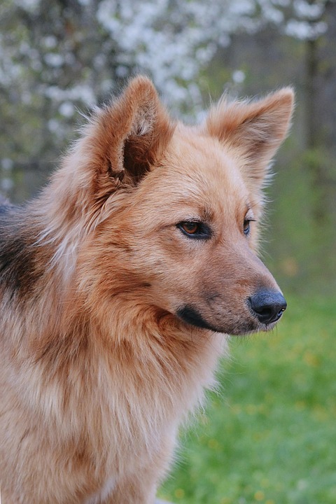Dog Pet Canine - Free photo on Pixabay