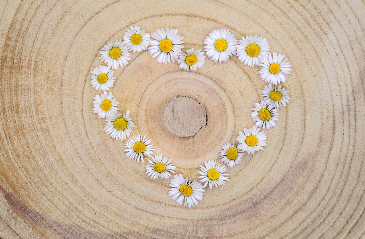 Annual Rings Daisy Heart - Free photo on Pixabay - Pixabay
