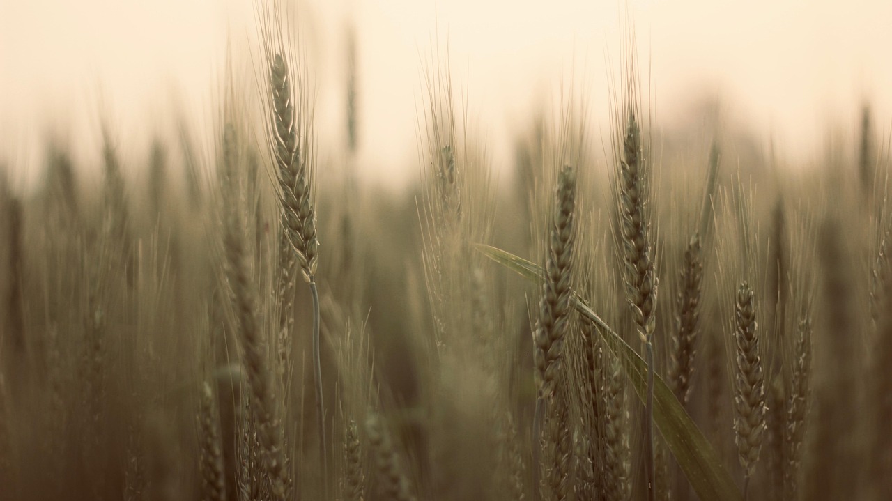 Wheat Agriculture Farm - Free photo on Pixabay - Pixabay