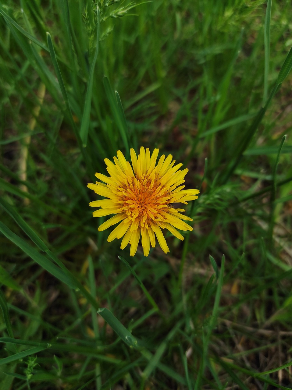 Dandelion Bunga Alam - Foto gratis di Pixabay - Pixabay