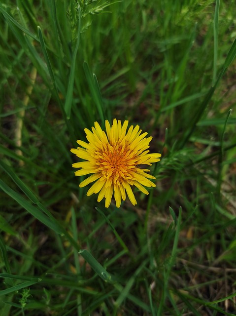 Dandelion Bunga Alam - Foto gratis di Pixabay - Pixabay