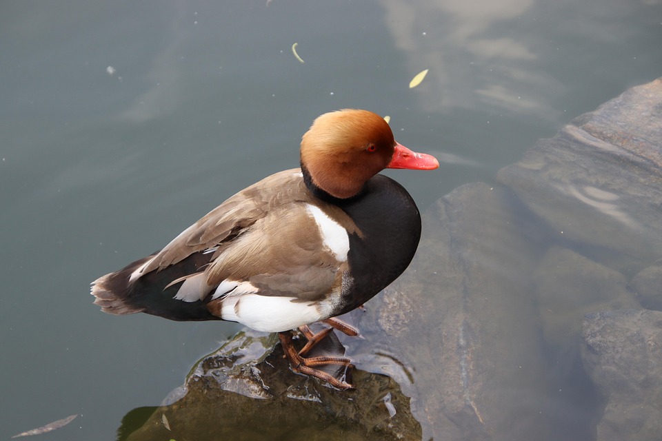 Red-Crested Pochard Duck Bird - Free photo on Pixabay - Pixabay