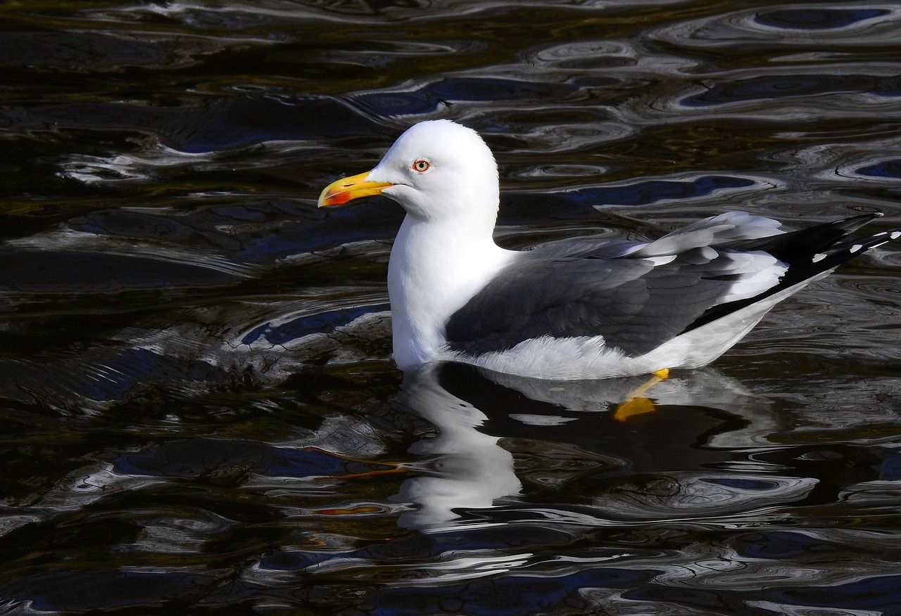 Seagull Bird Water - Free photo on Pixabay
