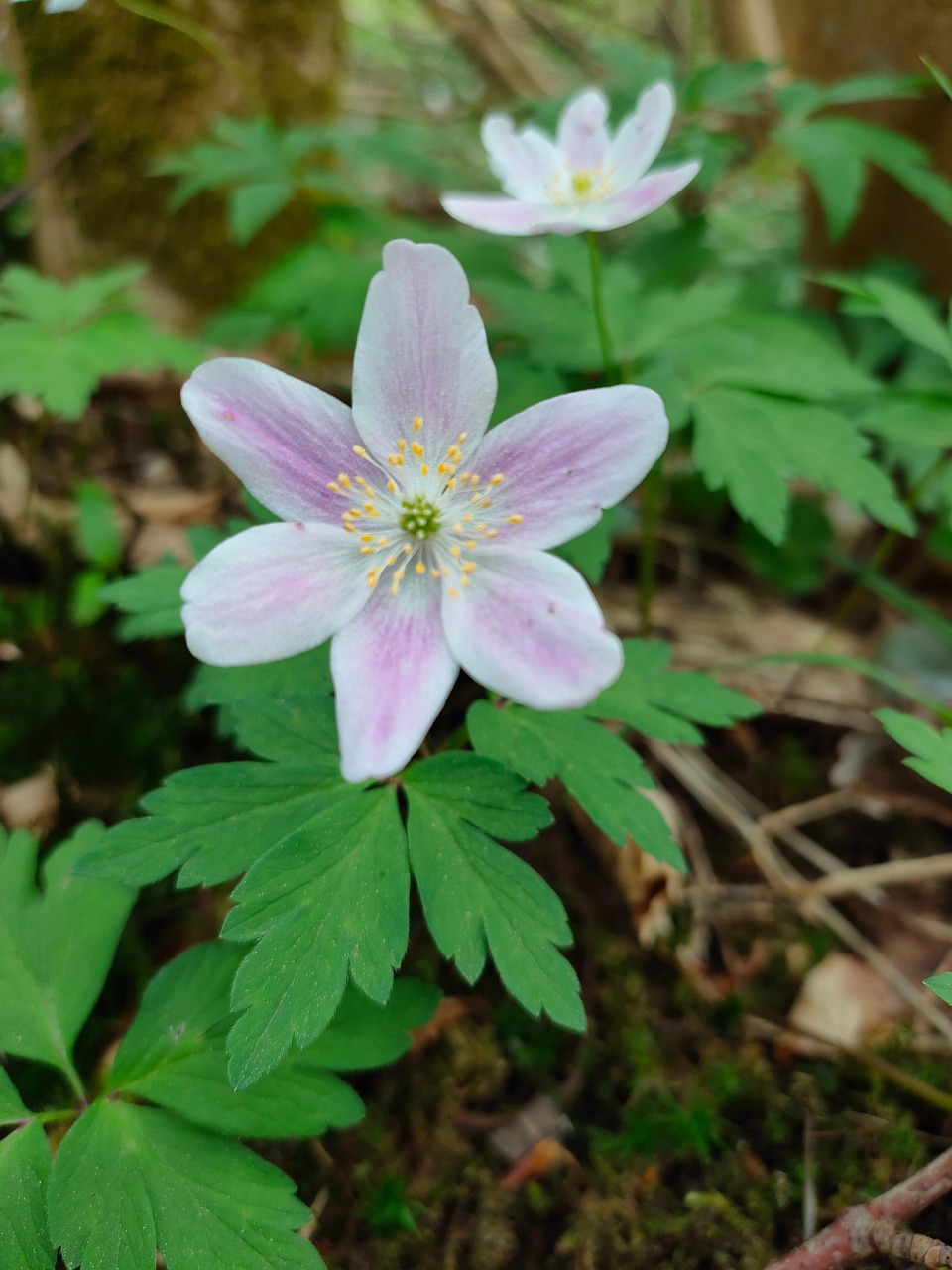 Wood Anemones Forest Anemone - Free photo on Pixabay - Pixabay