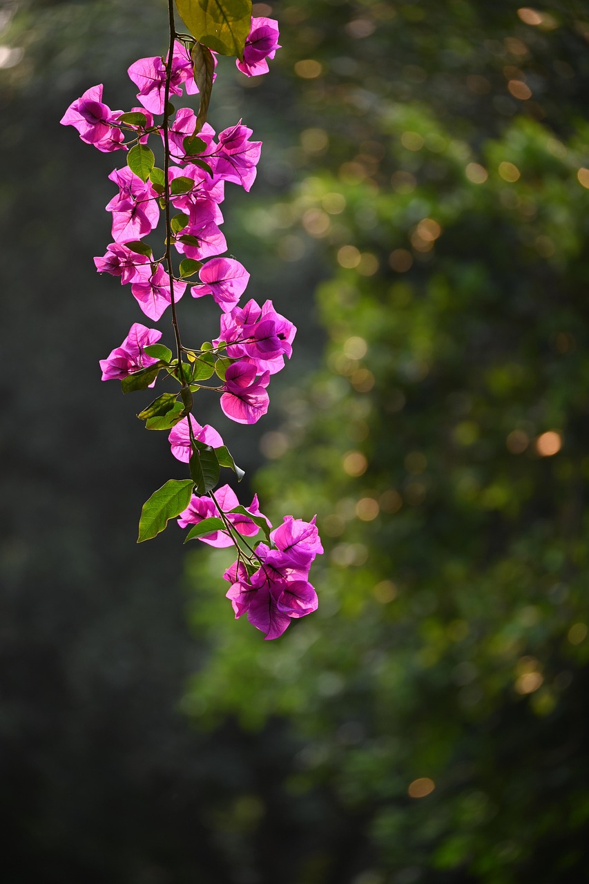Bugenvil Bunga-Bunga Merah Muda - Foto gratis di Pixabay - Pixabay
