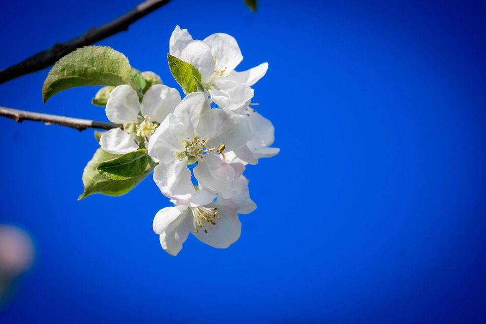 Apple Blossom Flowers Sky - Free photo on Pixabay