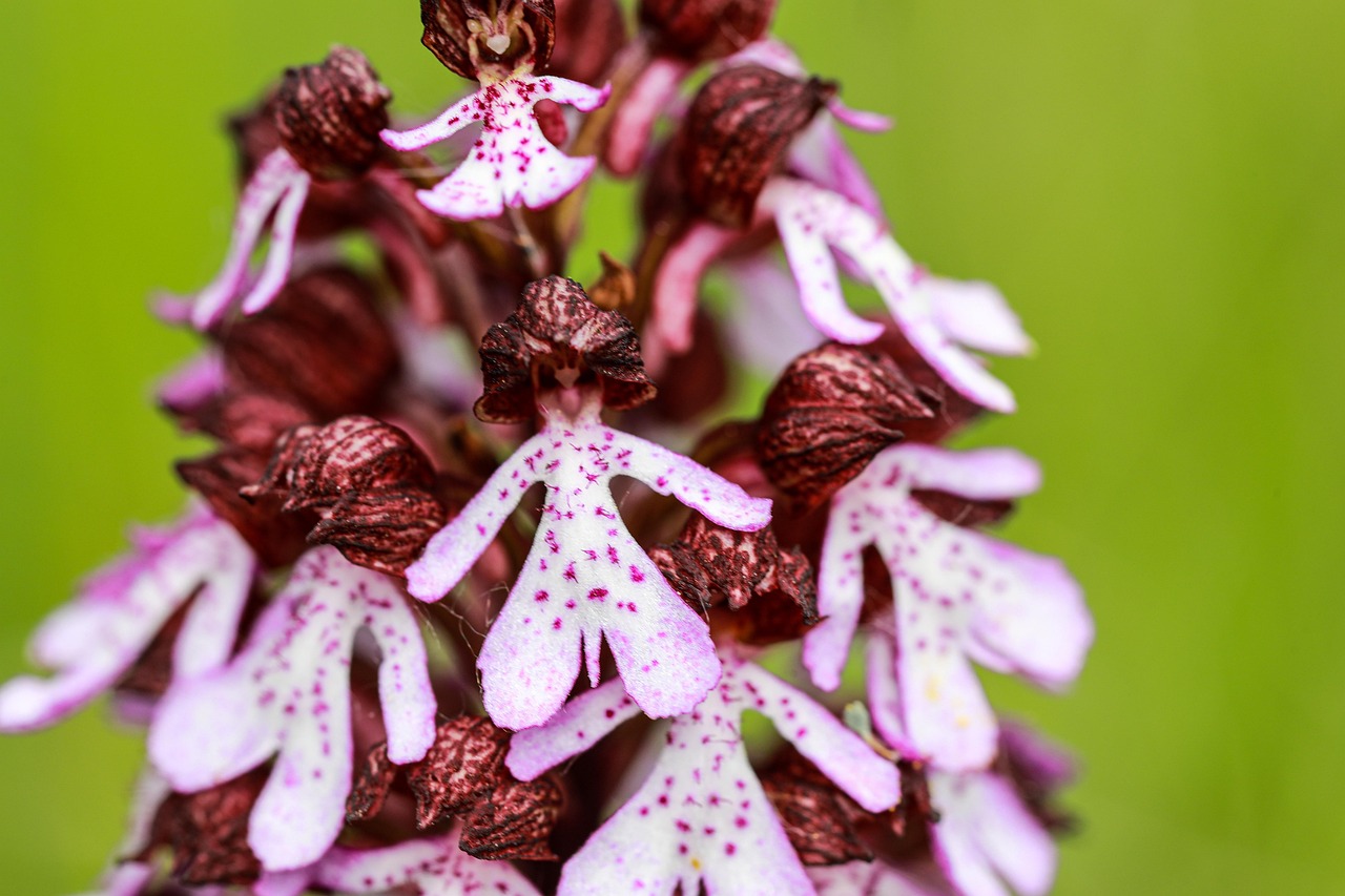 20,000+ Free Lady Orchid & Lady Images - Pixabay