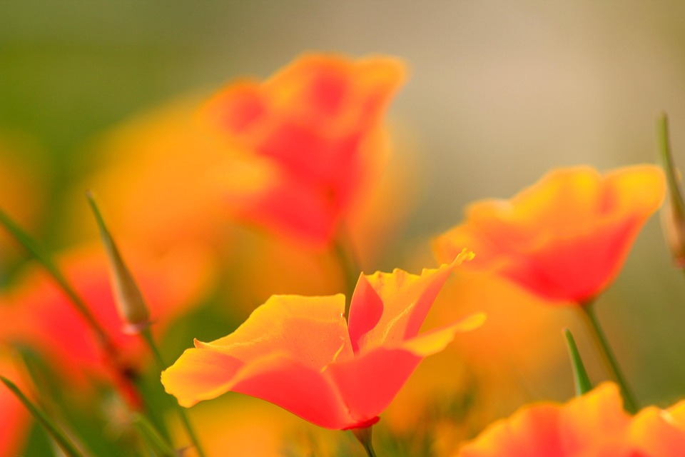 California Poppy Flowers Orange - Free photo on Pixabay