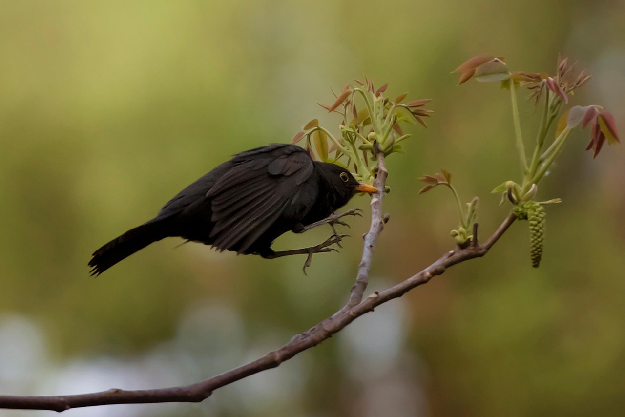 Bird Black Nature - Free photo on Pixabay - Pixabay