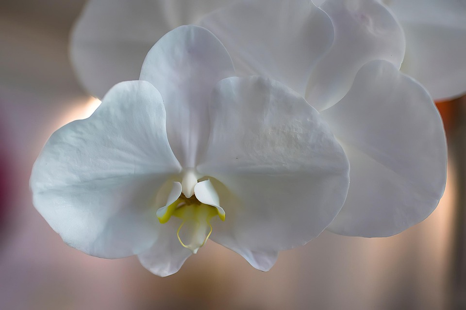 Flower Orchid Petals - Free photo on Pixabay - Pixabay