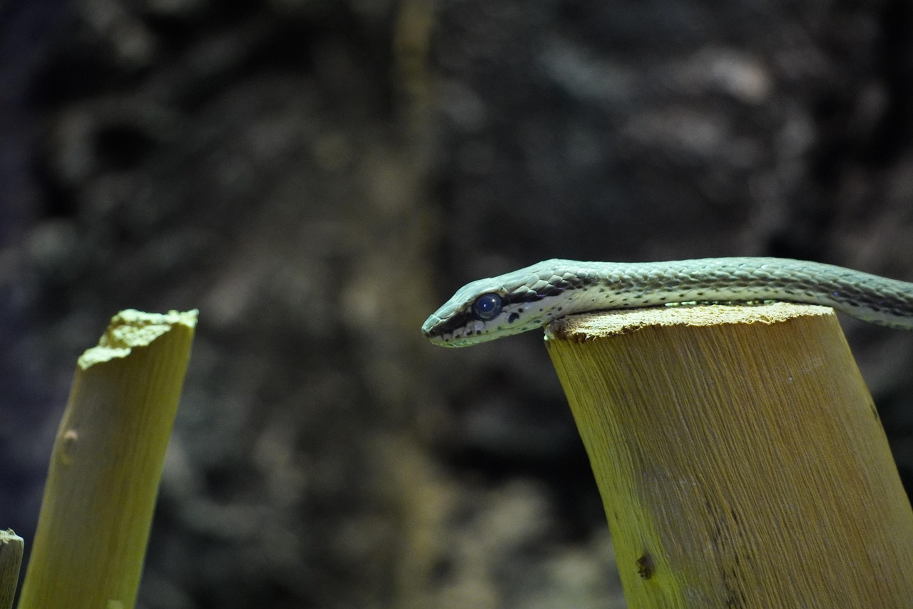 Slang Hagedis Reptiel - Gratis foto op Pixabay - Pixabay