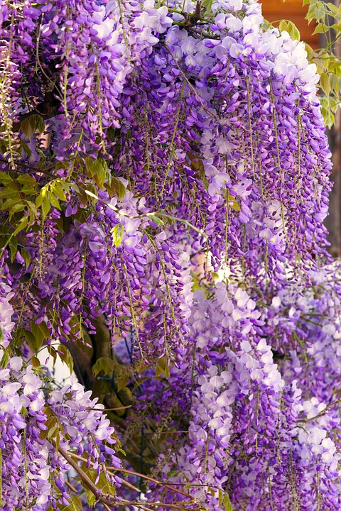 Wisteria Purple Flowers - Free photo on Pixabay