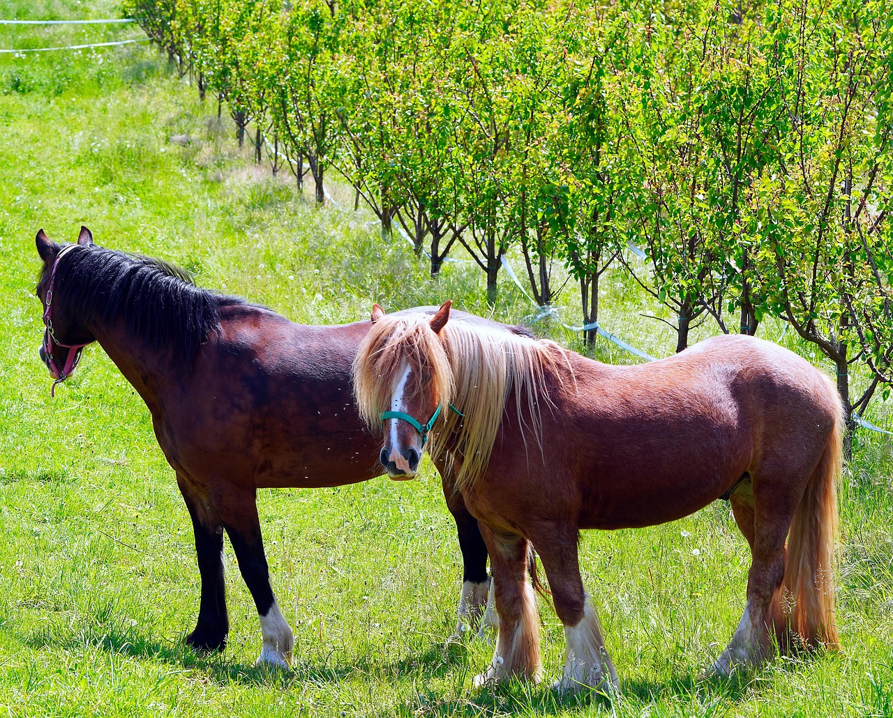 Horses Animals Pasture - Free photo on Pixabay - Pixabay