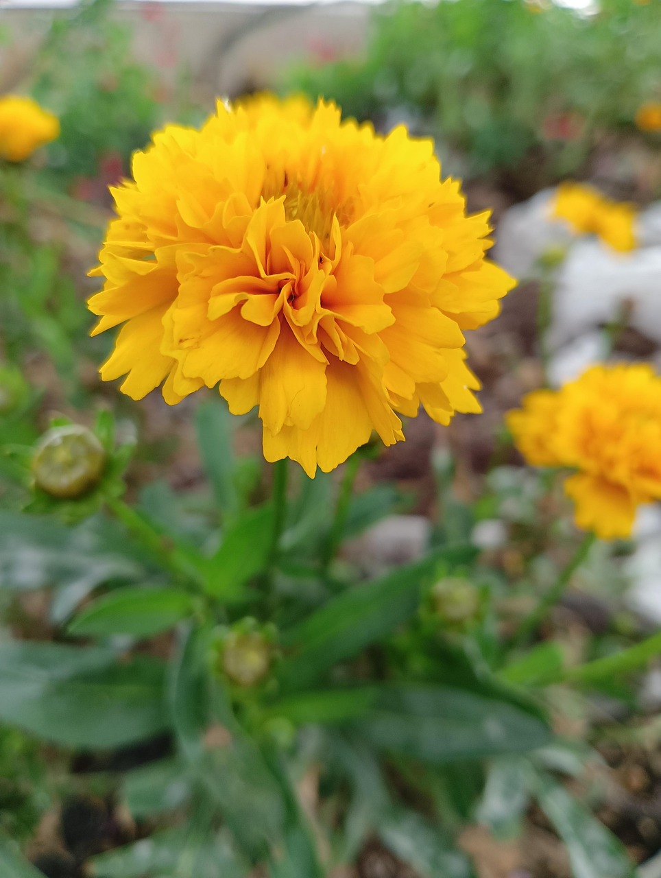 Fleurs Fleur Floral La - Photo gratuite sur Pixabay - Pixabay