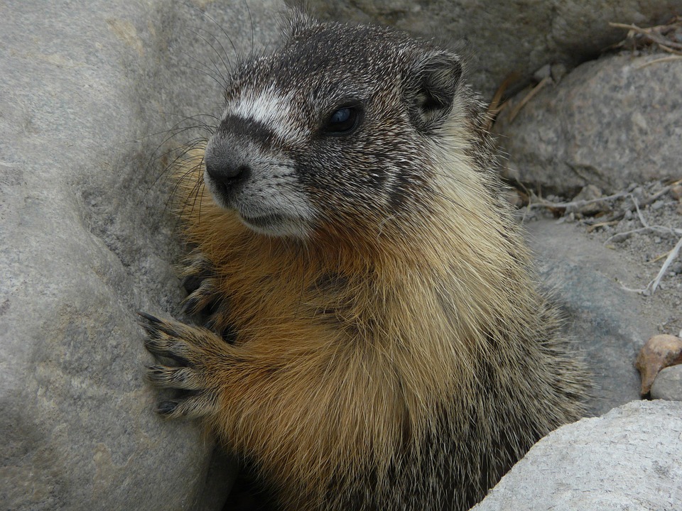 Murmeltier Yellow-Bellied Marmot - Kostenloses Foto auf Pixabay