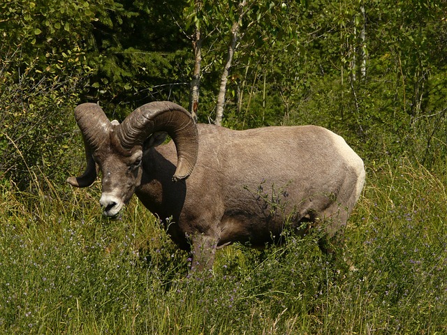 Bighorn Sheep Animal Mammal - Free photo on Pixabay - Pixabay